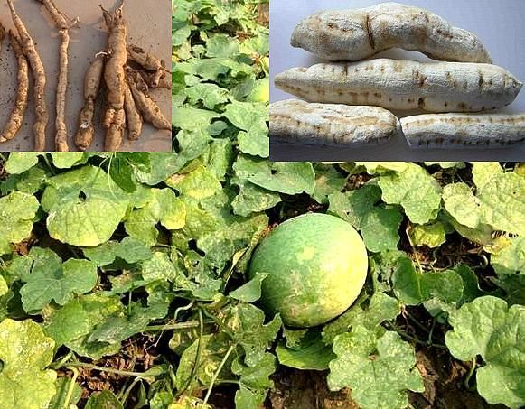 瓜蒌根图片长什么样_瓜蒌根真假怎么辨别-第3张图片-山城妙识 瓜蒌根图片长什么样_瓜蒌根真假怎么辨别-第3张图片-山城妙识