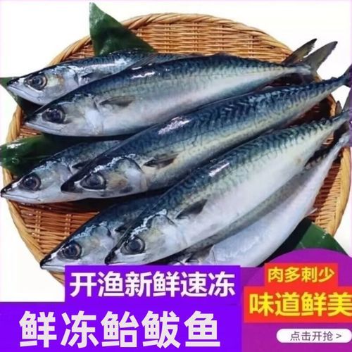 海青鱼图片_如何分辨真假-第3张图片-山城妙识 海青鱼图片_如何分辨真假-第3张图片-山城妙识