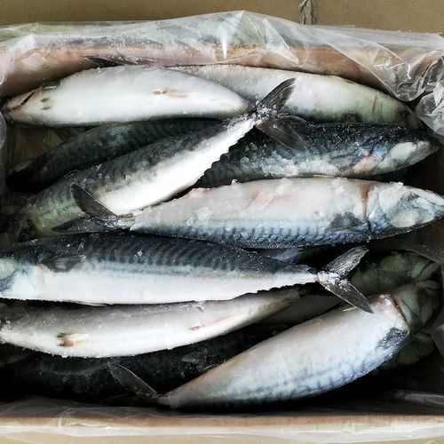 海青鱼图片_如何分辨真假-第2张图片-山城妙识 海青鱼图片_如何分辨真假-第2张图片-山城妙识