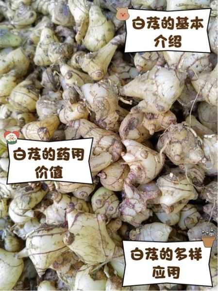 白芨长什么样_白芨真假怎么辨别-第2张图片-山城妙识 白芨长什么样_白芨真假怎么辨别-第2张图片-山城妙识