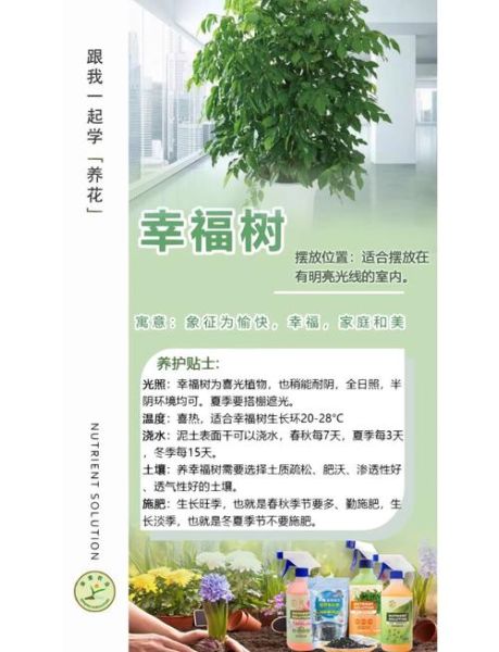 幸福树怎么养_幸福树养殖注意事项-第2张图片-山城妙识 幸福树怎么养_幸福树养殖注意事项-第2张图片-山城妙识