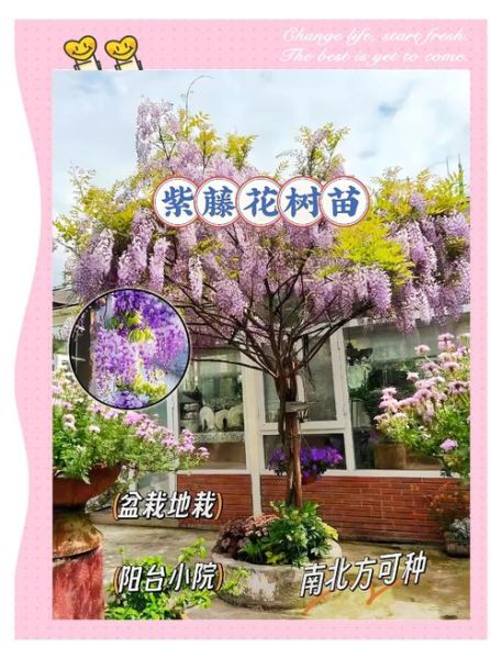 紫藤花什么时候开花_紫藤花怎么养才爬满墙-第1张图片-山城妙识
