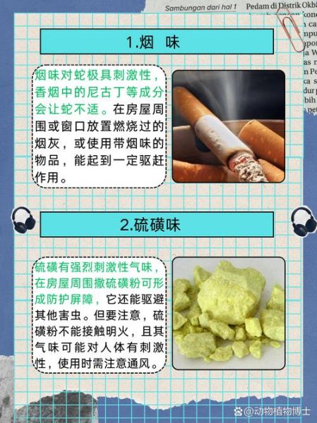 家里种薄荷招蛇吗_如何避免蛇进屋-第1张图片-山城妙识