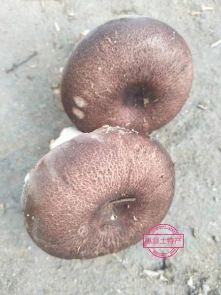 梨菇是什么_梨菇的功效与作用-第3张图片-山城妙识