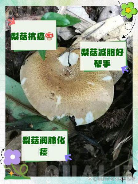 梨菇是什么_梨菇的功效与作用-第1张图片-山城妙识