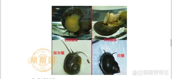 田螺吃鱼粪便吗_田螺会不会吃鱼的排泄物-第3张图片-山城妙识