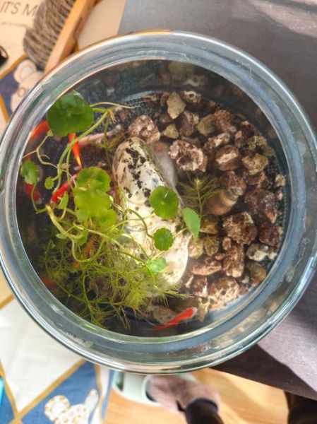 田螺吃鱼粪便吗_田螺会不会吃鱼的排泄物-第2张图片-山城妙识