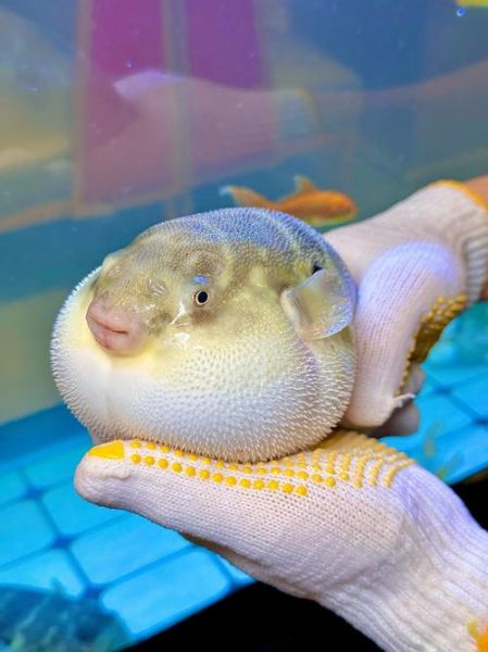 河豚多少钱一斤_河豚价格为什么差异大-第2张图片-山城妙识