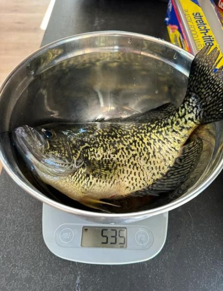 鲈鱼多少钱一斤_鲈鱼价格行情最新走势-第1张图片-山城妙识