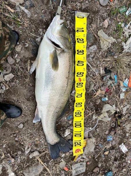 鲈鱼多少钱一斤_鲈鱼价格行情最新走势-第3张图片-山城妙识