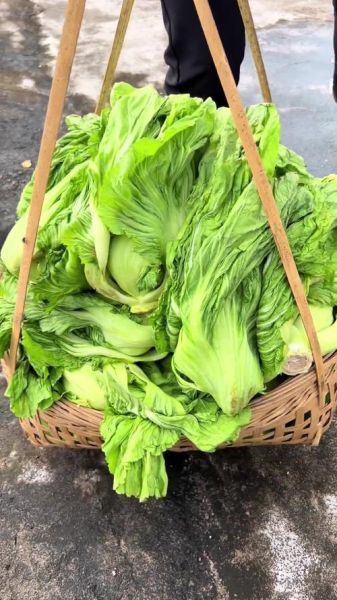 芥菜是什么菜_芥菜图片大全-第2张图片-山城妙识