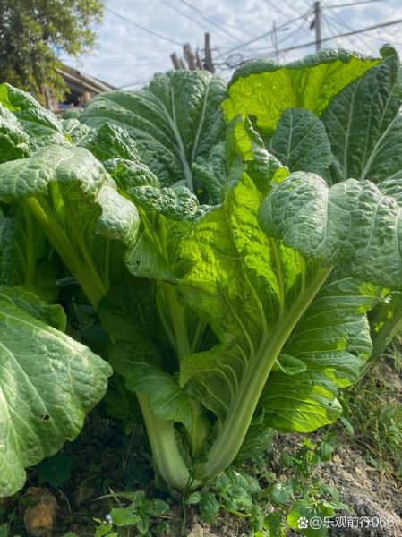 芥菜是什么菜_芥菜图片大全-第1张图片-山城妙识