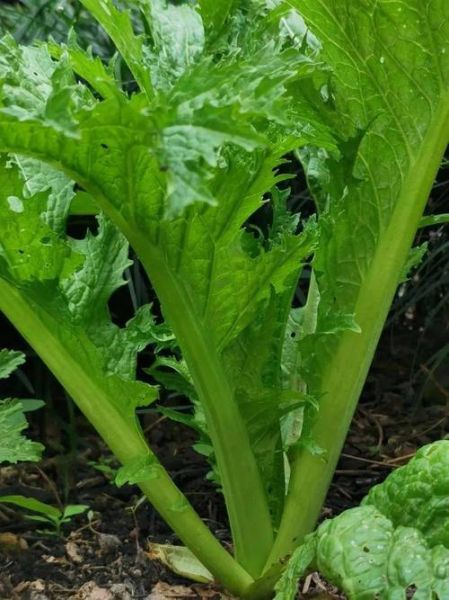 芥菜是什么菜_芥菜图片大全-第3张图片-山城妙识