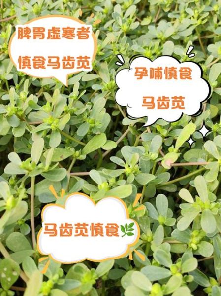 马齿苋怎么吃不伤脾胃_马齿苋寒性怎么中和-第3张图片-山城妙识
