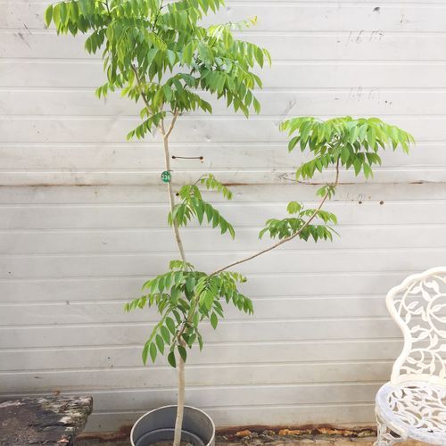 海南黄花梨一斤10万_值不值-第2张图片-山城妙识 海南黄花梨一斤10万_值不值-第2张图片-山城妙识