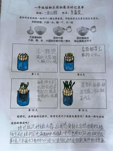 蒜苗怎么种_蒜苗生长周期多长-第2张图片-山城妙识 蒜苗怎么种_蒜苗生长周期多长-第2张图片-山城妙识