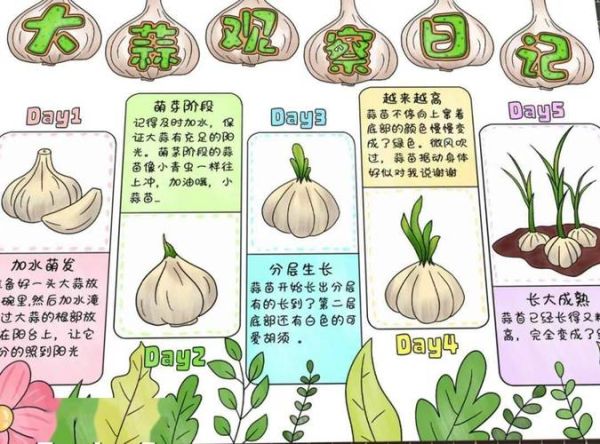 蒜苗怎么种_蒜苗生长周期多长-第1张图片-山城妙识 蒜苗怎么种_蒜苗生长周期多长-第1张图片-山城妙识