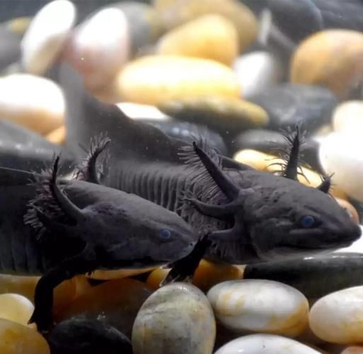 恐龙鱼图片_恐龙鱼长什么样-第1张图片-山城妙识