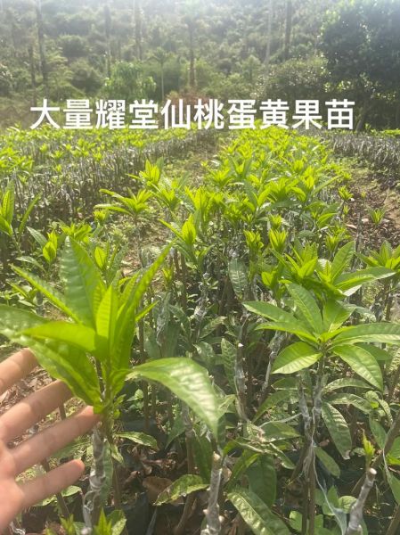 蛋黄果树几年结果_蛋黄果树怎么养-第3张图片-山城妙识