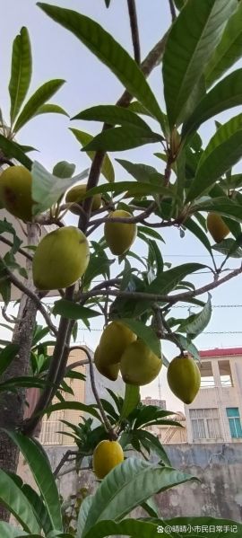 蛋黄果树几年结果_蛋黄果树怎么养-第1张图片-山城妙识