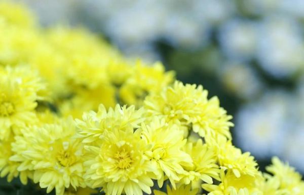 怀菊花功效与作用_怀菊花禁忌有哪些-第3张图片-山城妙识 怀菊花功效与作用_怀菊花禁忌有哪些-第3张图片-山城妙识