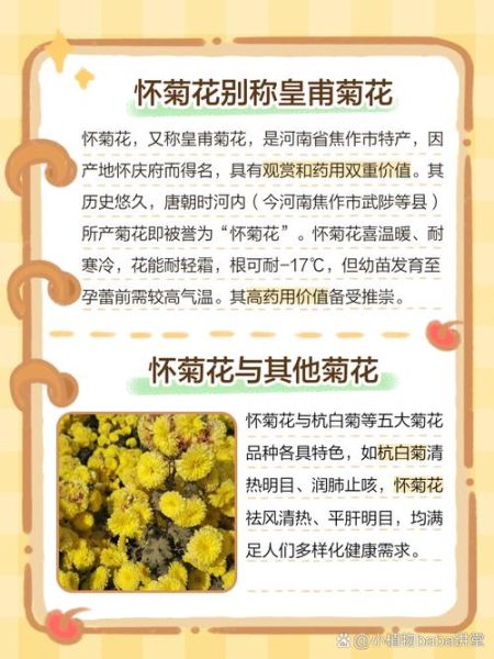 怀菊花功效与作用_怀菊花禁忌有哪些-第1张图片-山城妙识 怀菊花功效与作用_怀菊花禁忌有哪些-第1张图片-山城妙识