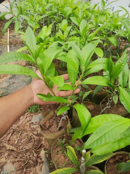 蛋黄果树几年结果_蛋黄果树怎么养-第2张图片-山城妙识