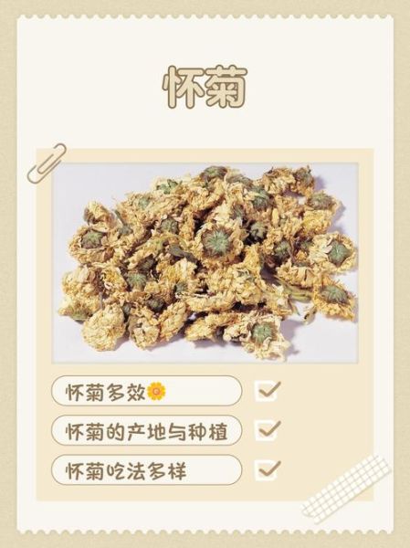 怀菊花功效与作用_怀菊花禁忌有哪些-第2张图片-山城妙识 怀菊花功效与作用_怀菊花禁忌有哪些-第2张图片-山城妙识
