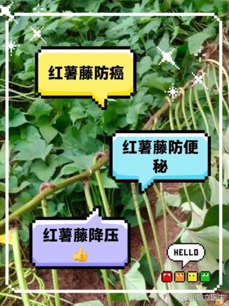 番薯藤公司怎么样_番薯藤公司靠谱吗-第1张图片-山城妙识 番薯藤公司怎么样_番薯藤公司靠谱吗-第1张图片-山城妙识