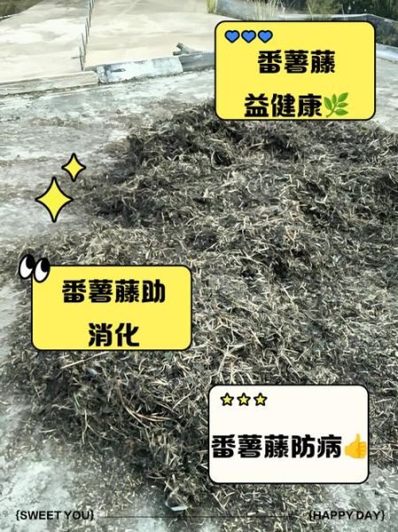 番薯藤公司怎么样_番薯藤公司靠谱吗-第2张图片-山城妙识 番薯藤公司怎么样_番薯藤公司靠谱吗-第2张图片-山城妙识