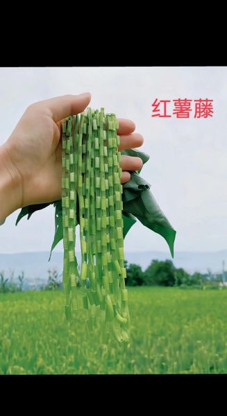 番薯藤公司怎么样_番薯藤公司靠谱吗-第3张图片-山城妙识 番薯藤公司怎么样_番薯藤公司靠谱吗-第3张图片-山城妙识