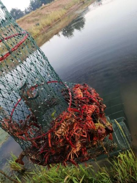 小龙虾养殖利润怎么样_每亩能赚多少钱-第2张图片-山城妙识 小龙虾养殖利润怎么样_每亩能赚多少钱-第2张图片-山城妙识