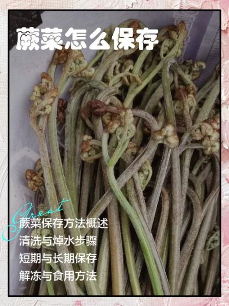 蕨菜怎么挑选_蕨菜怎么保存-第1张图片-山城妙识