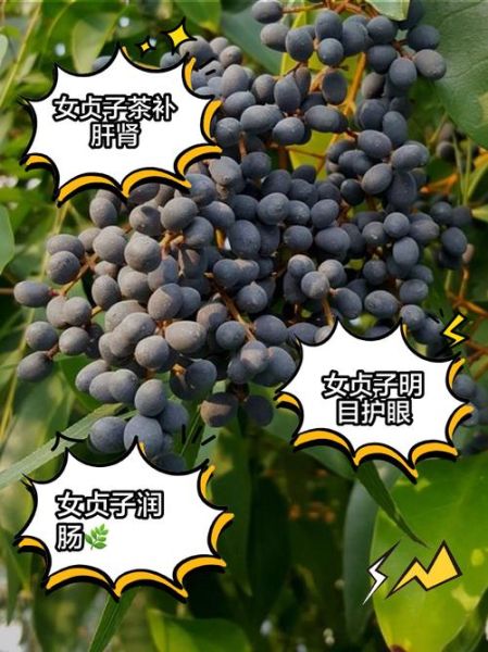 酒女贞子功效与作用_酒女贞子禁忌有哪些-第1张图片-山城妙识