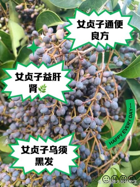 酒女贞子功效与作用_酒女贞子禁忌有哪些-第3张图片-山城妙识