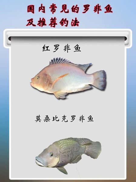 福寿鱼和罗非鱼的区别_福寿鱼是罗非鱼吗-第2张图片-山城妙识