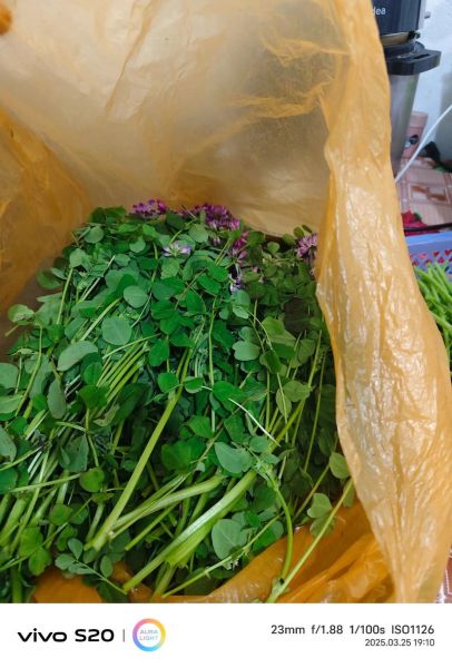 苜蓿花能吃吗_苜蓿花怎么吃-第1张图片-山城妙识