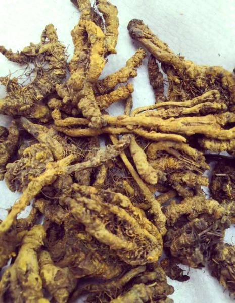 鸡爪子草药的功效与作用_鸡爪子草药怎么吃-第3张图片-山城妙识