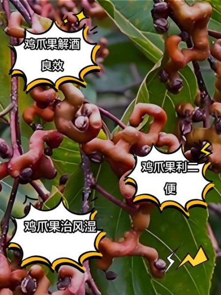 鸡爪子草药的功效与作用_鸡爪子草药怎么吃-第1张图片-山城妙识