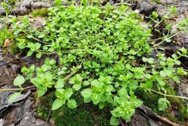 农村野菜有哪些_农村野菜怎么吃-第3张图片-山城妙识 农村野菜有哪些_农村野菜怎么吃-第3张图片-山城妙识