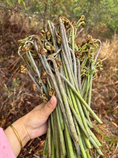 农村野菜有哪些_农村野菜怎么吃-第1张图片-山城妙识 农村野菜有哪些_农村野菜怎么吃-第1张图片-山城妙识