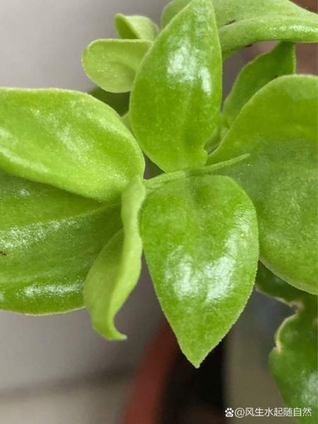 野生穿心莲长什么样_如何辨别真假-第3张图片-山城妙识