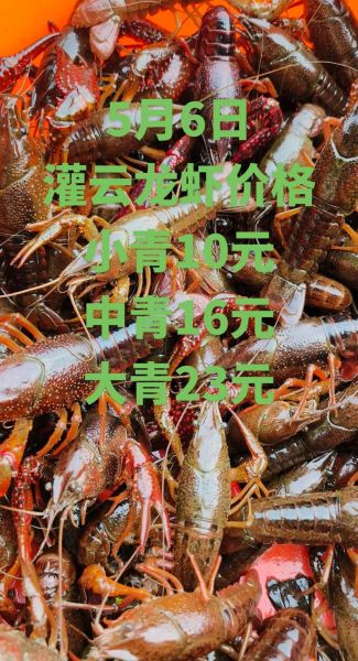 一斤一只大龙虾多少钱_大龙虾价格影响因素-第1张图片-山城妙识