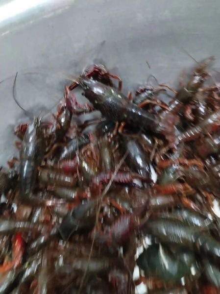 一斤一只大龙虾多少钱_大龙虾价格影响因素-第2张图片-山城妙识