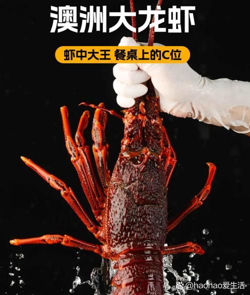 澳龙图片大全图解_澳龙和波士顿龙虾区别-第2张图片-山城妙识