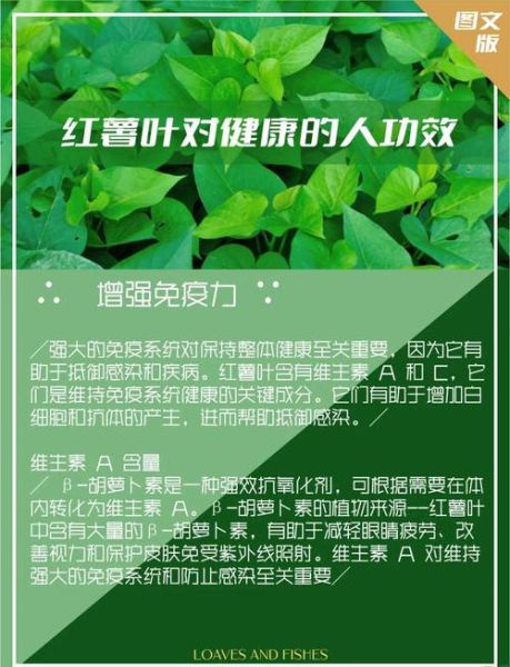 红薯叶的功效与作用_红薯叶的副作用有哪些-第1张图片-山城妙识 红薯叶的功效与作用_红薯叶的副作用有哪些-第1张图片-山城妙识