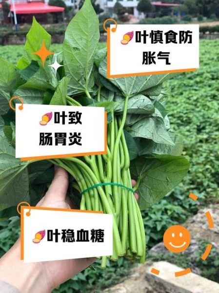 红薯叶的功效与作用_红薯叶的副作用有哪些-第3张图片-山城妙识 红薯叶的功效与作用_红薯叶的副作用有哪些-第3张图片-山城妙识