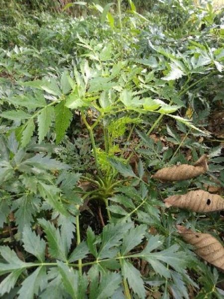 川芎治头痛多久见效_川芎活血行气怎么用-第3张图片-山城妙识