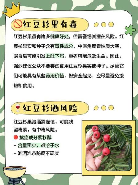红豆杉怎么吃抗癌_红豆杉抗癌吃法大全-第2张图片-山城妙识