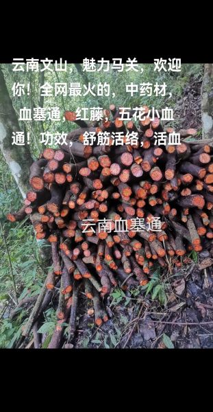 小血藤和大血藤的区别_哪个更好用-第3张图片-山城妙识